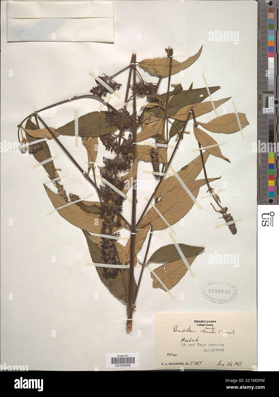 Buddleja davidii Franch Buddleja davidii Franch Stock Photo - Alamy