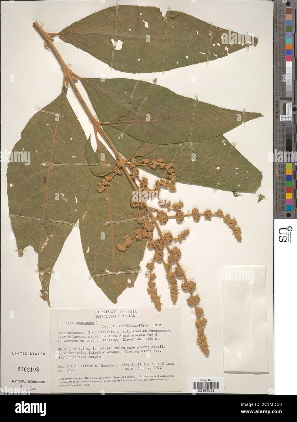 Buddleja americana L Buddleja americana L Stock Photo - Alamy