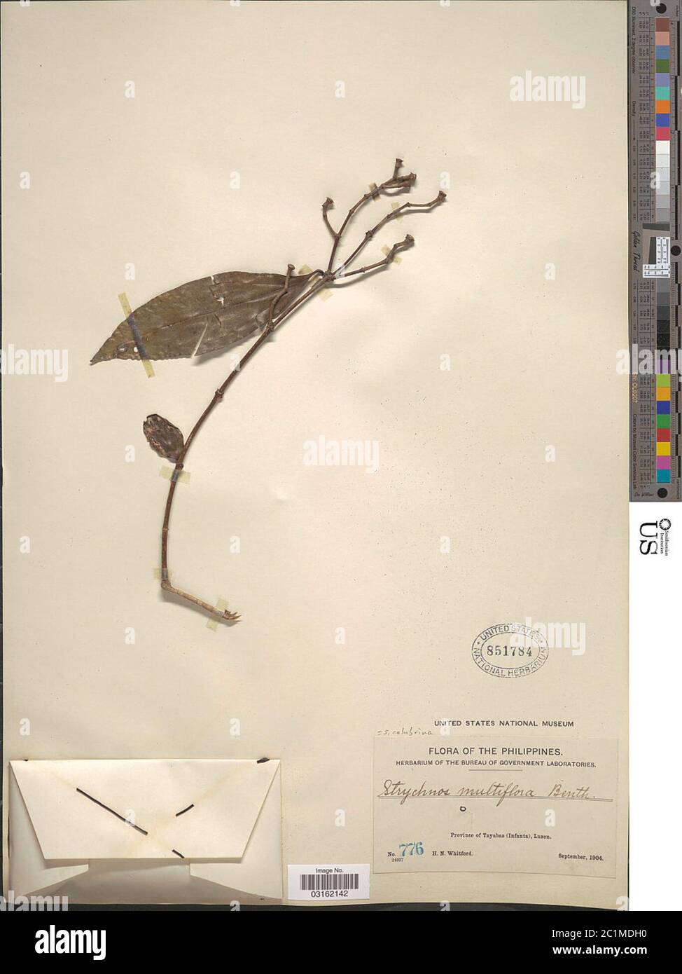 Strychnos colubrina L Strychnos colubrina L Stock Photo - Alamy
