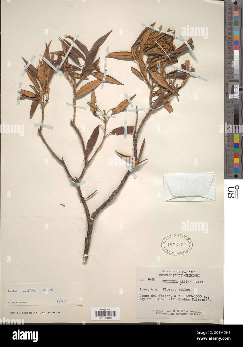 Buddleja nitida Buddleja nitida Stock Photo - Alamy