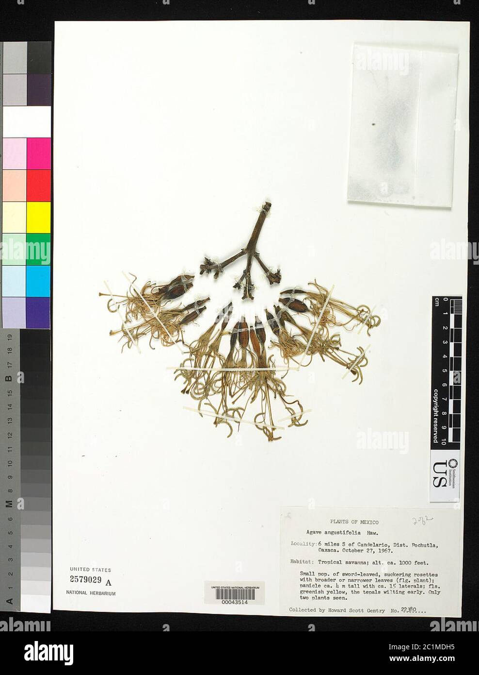 Agave angustifolia Haw Agave angustifolia Haw Stock Photo - Alamy