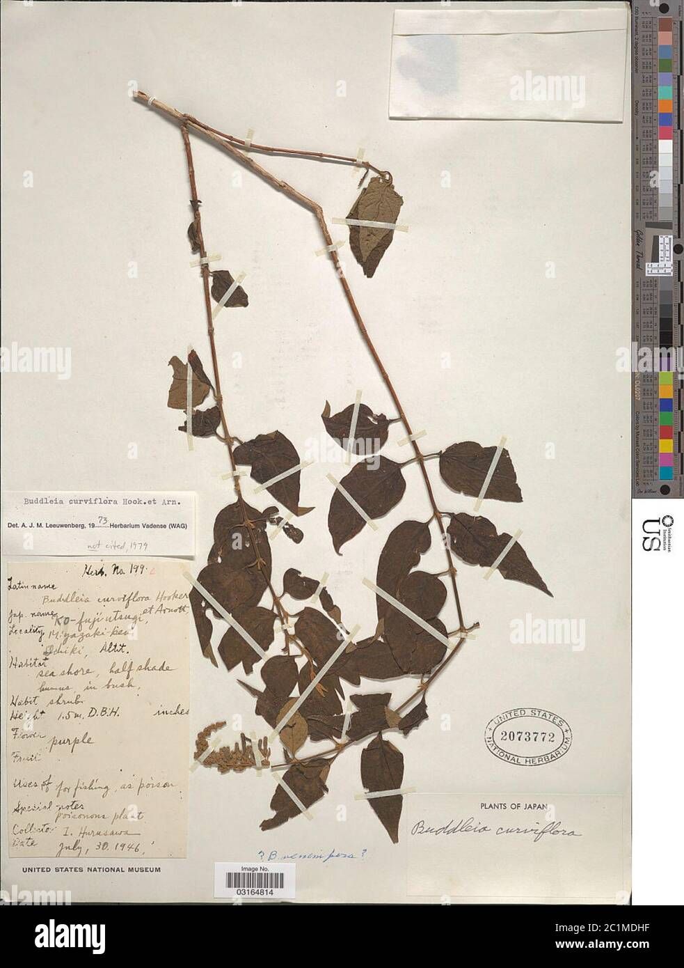 Buddleja curviflora W Hook Arn Buddleja curviflora W Hook Arn Stock ...