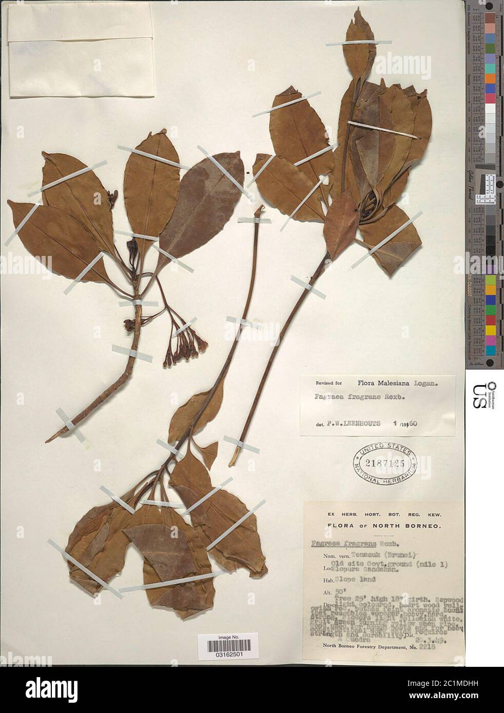 Fagraea fragrans Roxb Fagraea fragrans Roxb Stock Photo - Alamy