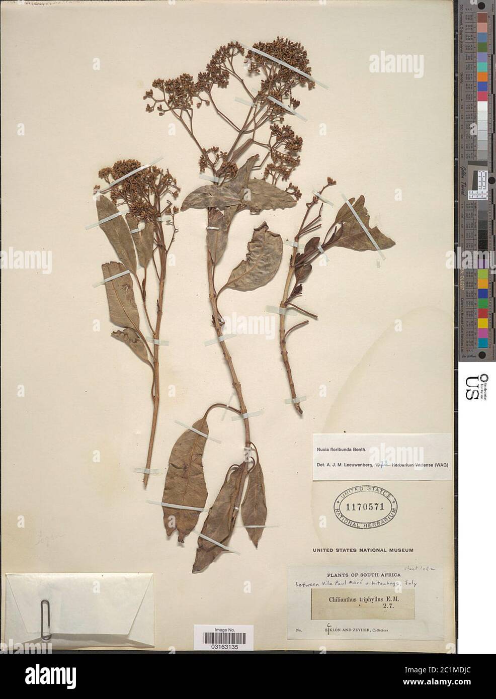 Nuxia floribunda hi-res stock photography and images - Alamy