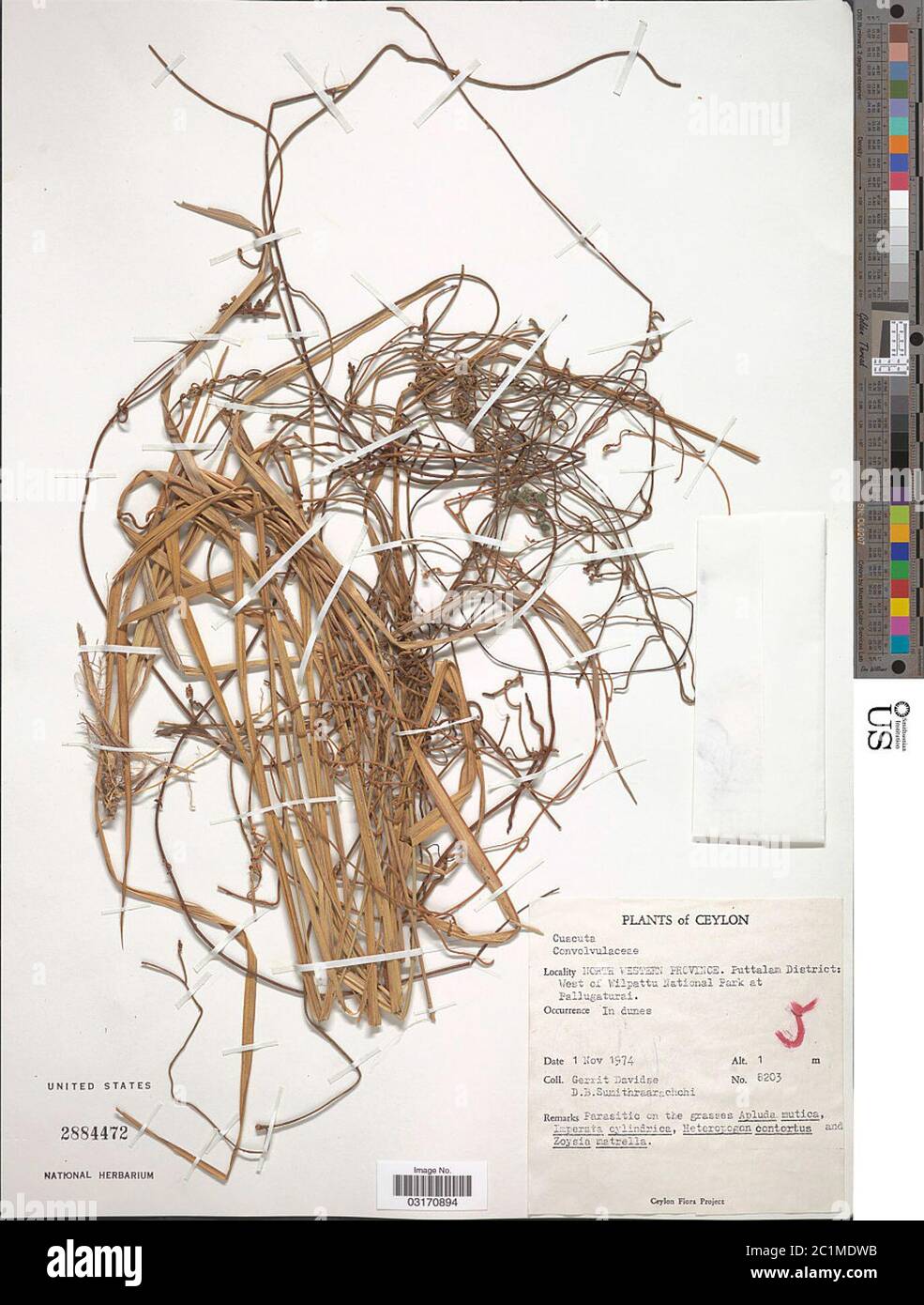 Cuscuta sp hi-res stock photography and images - Alamy