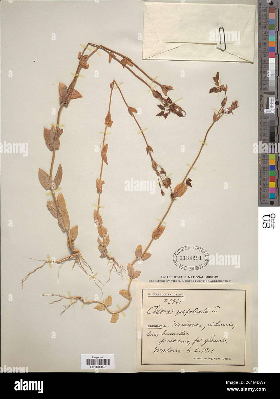 Chlora perfoliata Chlora perfoliata Stock Photo - Alamy