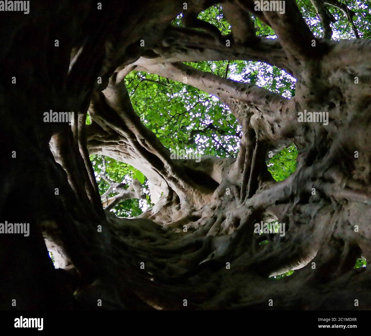 the Liana that covered the trunk of the ficus to his death in Boabeng ...