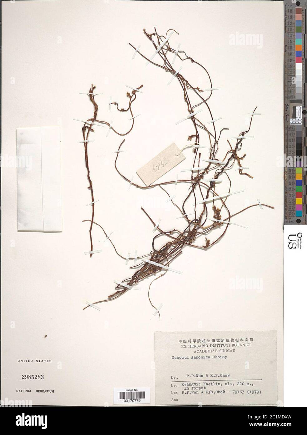 Cuscuta japonica Cuscuta japonica Stock Photo - Alamy