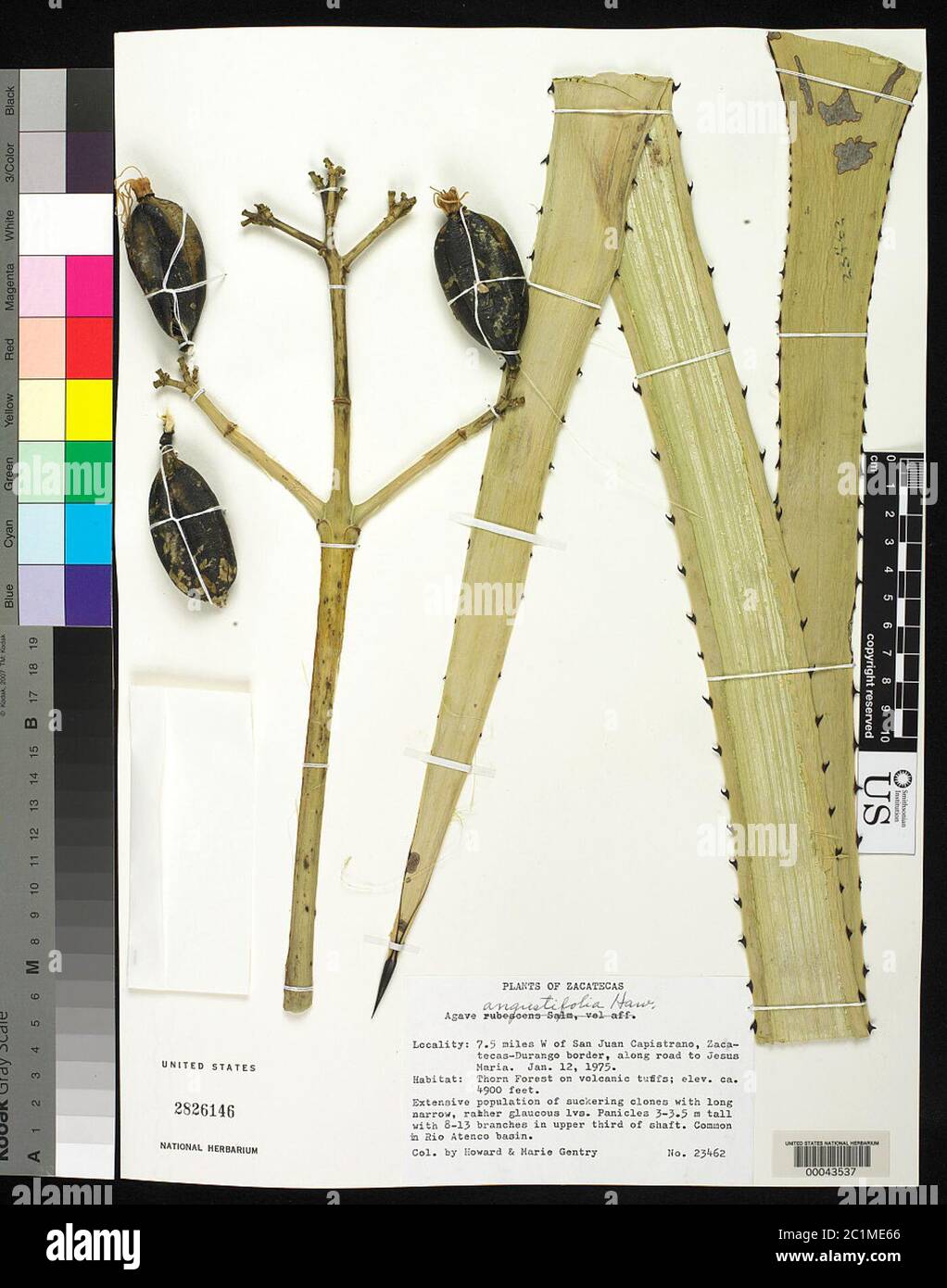 Agave angustifolia Haw Agave angustifolia Haw Stock Photo - Alamy