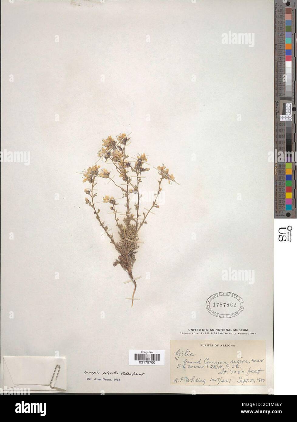 Ipomopsis polyantha Ipomopsis polyantha Stock Photo - Alamy