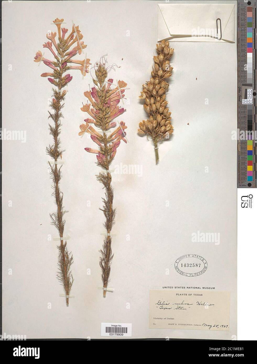 Ipomopsis rubra hi-res stock photography and images - Alamy