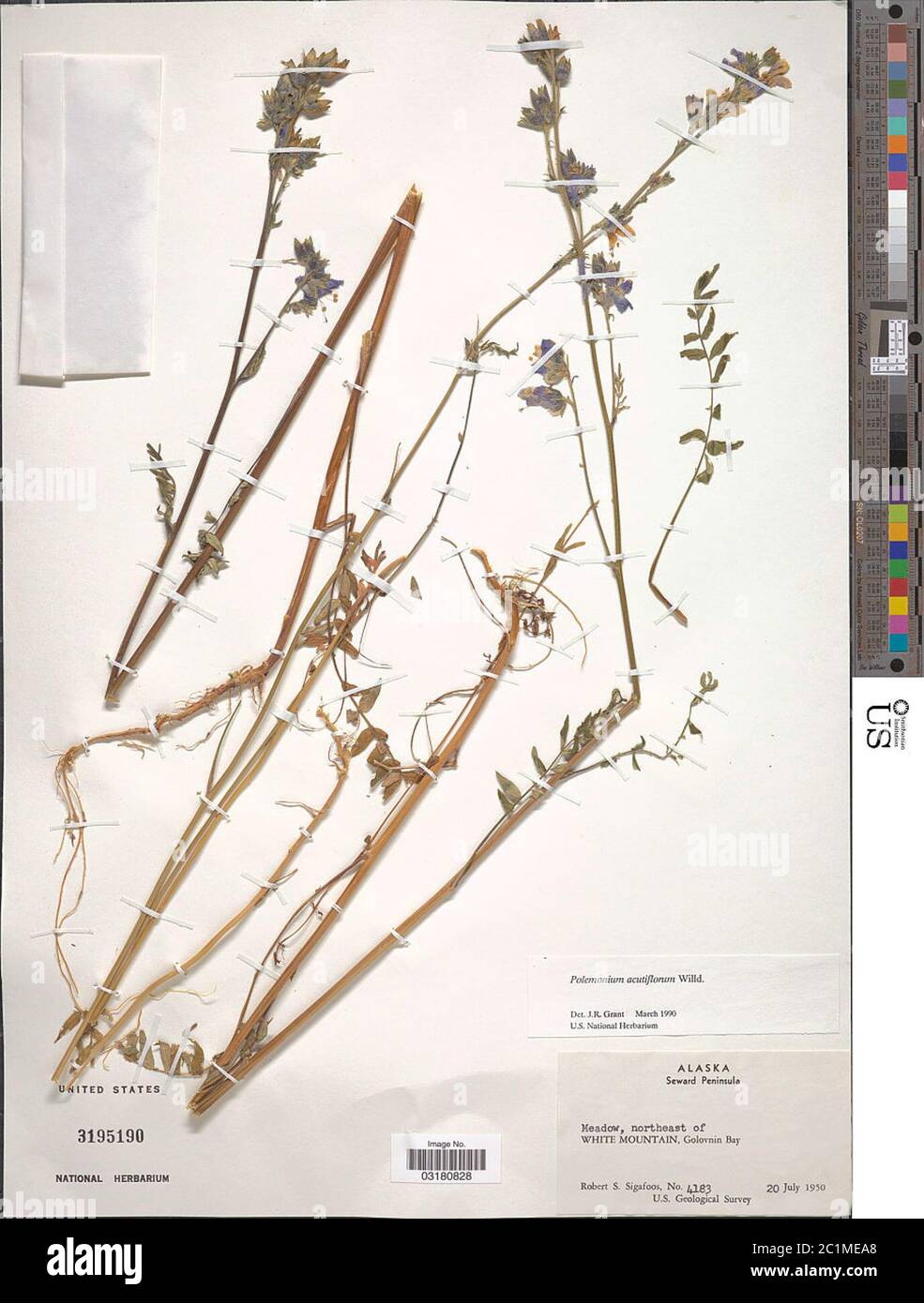 Polemonium acutiflorum Willd ex Roem Schult Polemonium acutiflorum ...