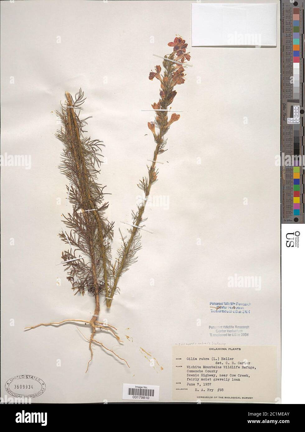 Ipomopsis rubra hi-res stock photography and images - Alamy