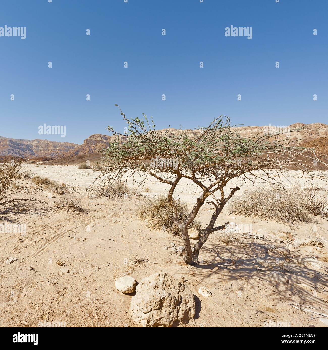 Life in a lifeless desert Stock Photo - Alamy