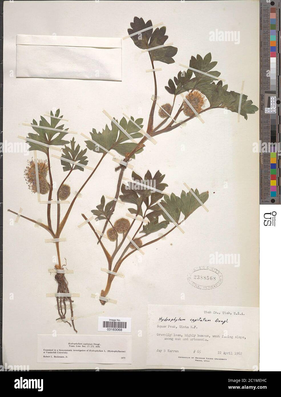 Hydrophyllum capitatum hi-res stock photography and images - Alamy