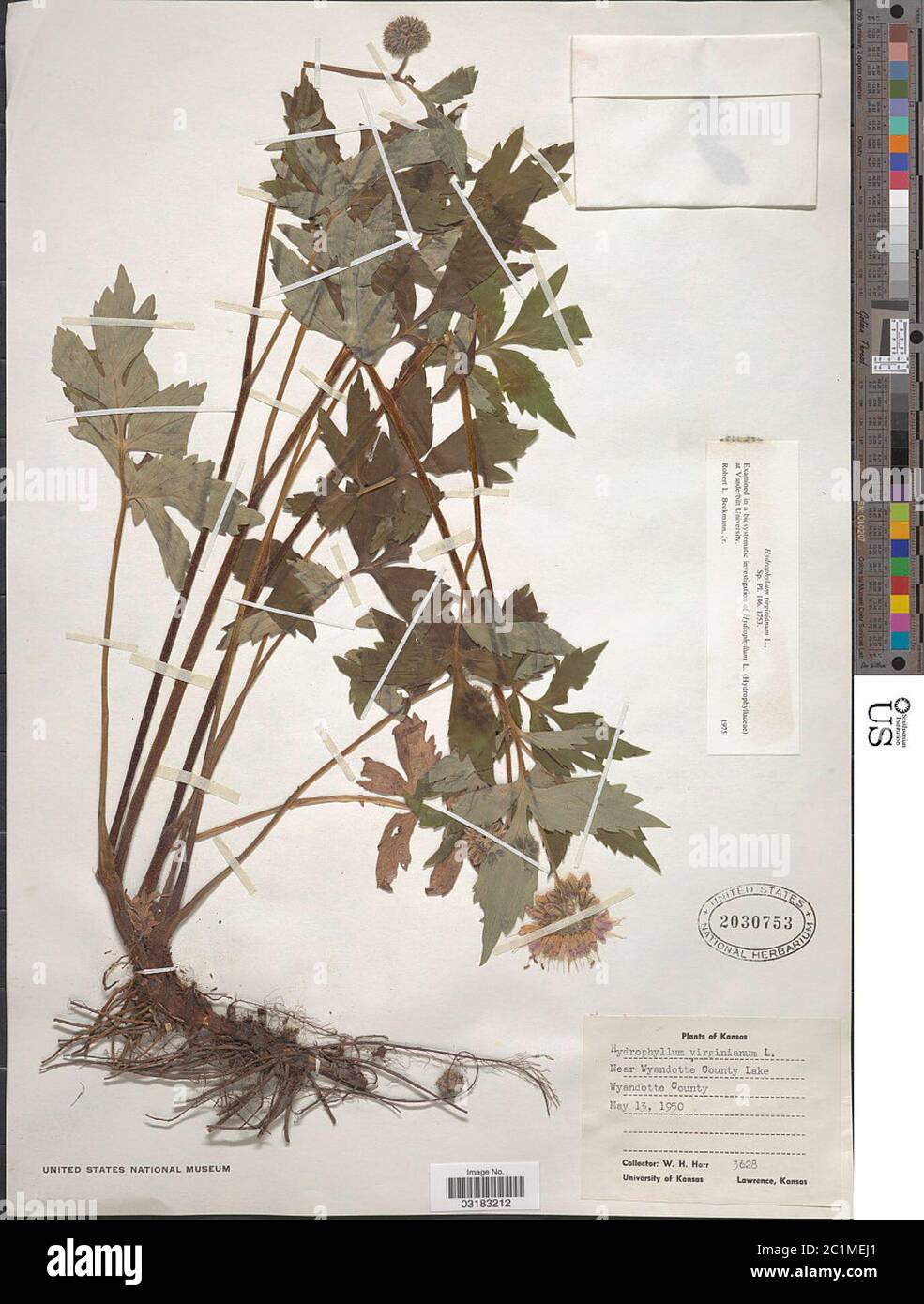 Hydrophyllum virginianum L Hydrophyllum virginianum L Stock Photo - Alamy