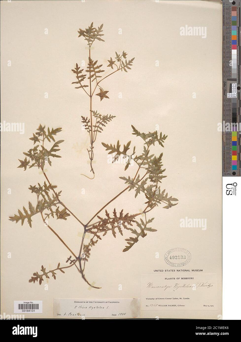 Ellisia nyctelea L Ellisia nyctelea L Stock Photo - Alamy