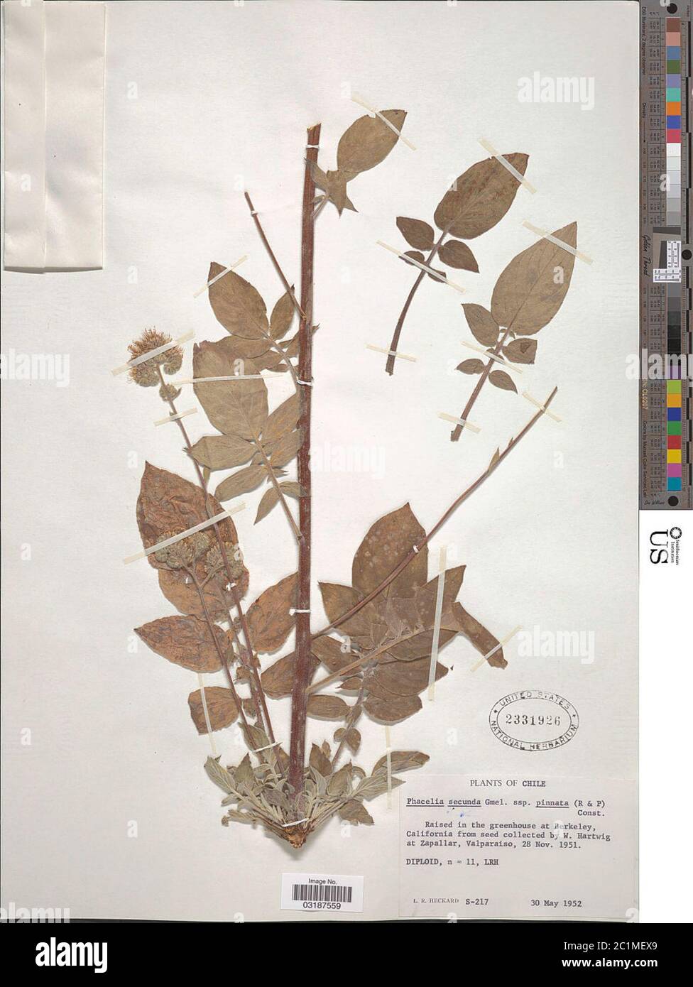 Phacelia secunda subsp pinnata Ruiz Pav Constance Phacelia secunda ...