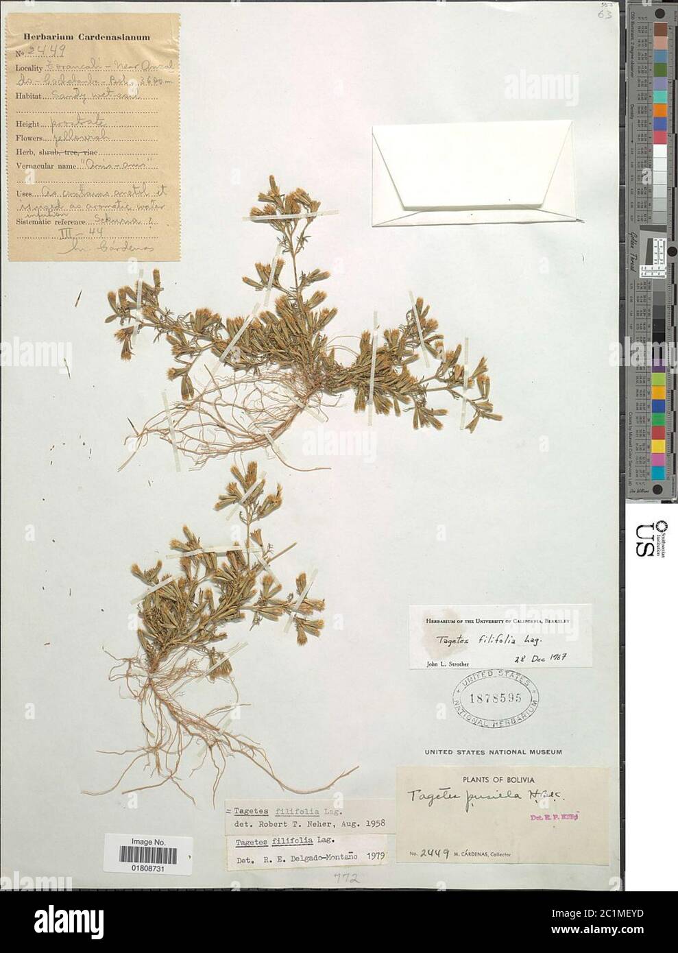 Tagetes filifolia Lag Tagetes filifolia Lag Stock Photo - Alamy