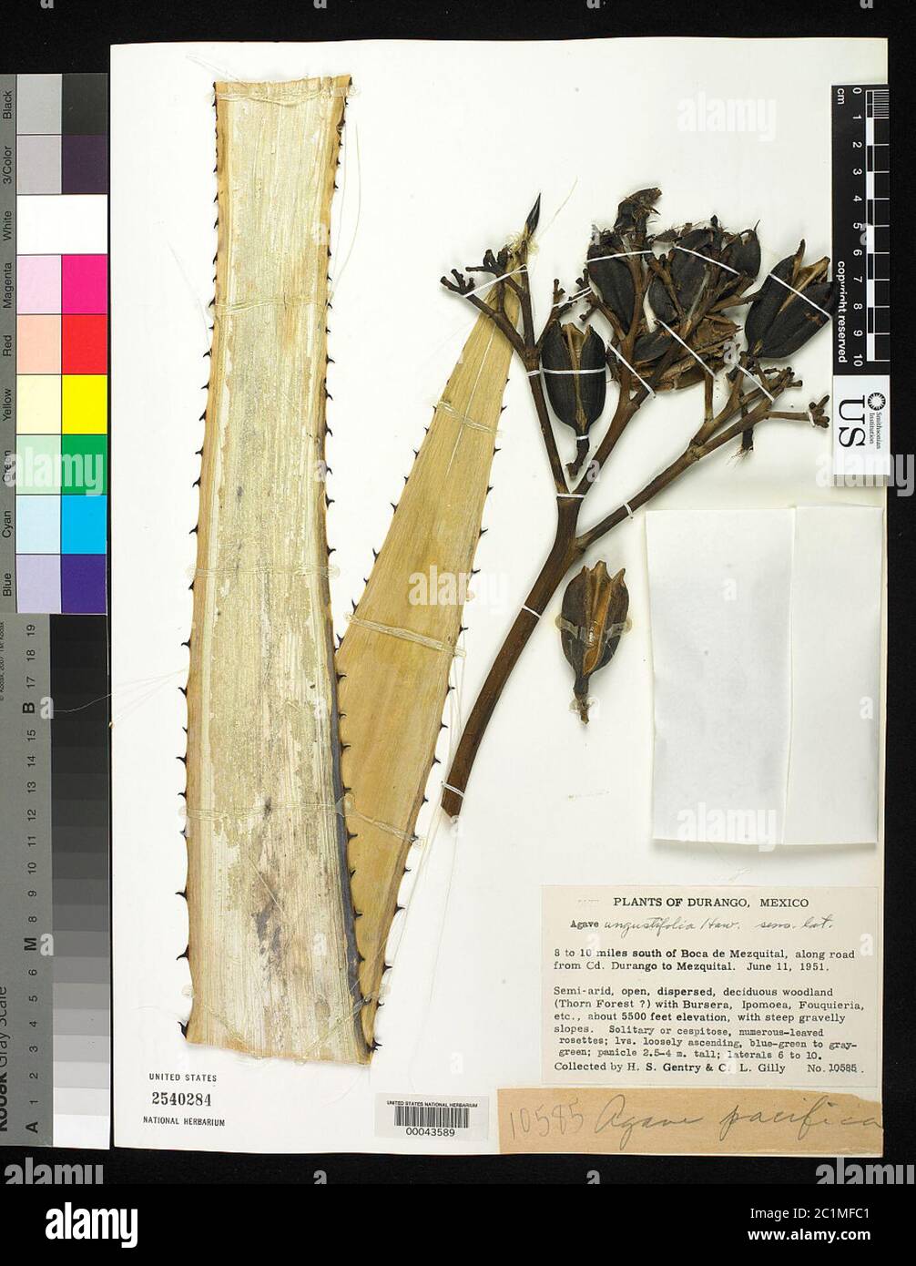 Agave angustifolia Haw Agave angustifolia Haw Stock Photo - Alamy