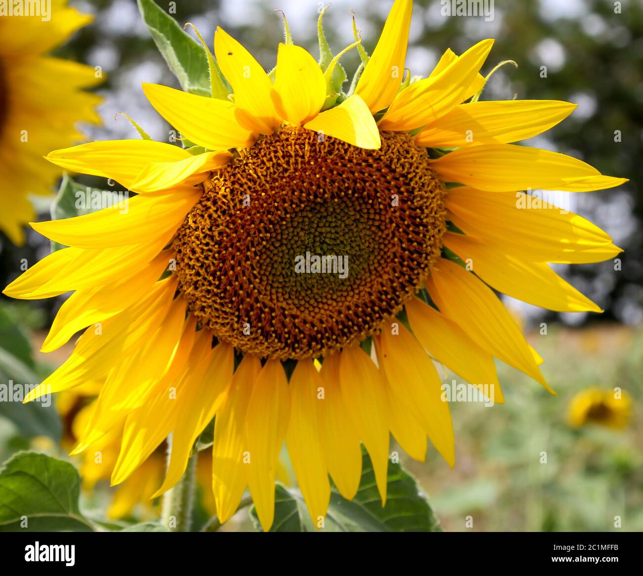 Details of a sunflower Stock Photo - Alamy