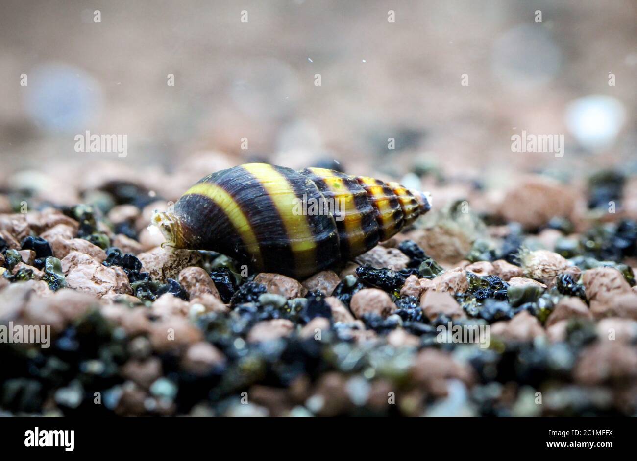 this is a Robber snail (Clea Helena Stock Photo - Alamy