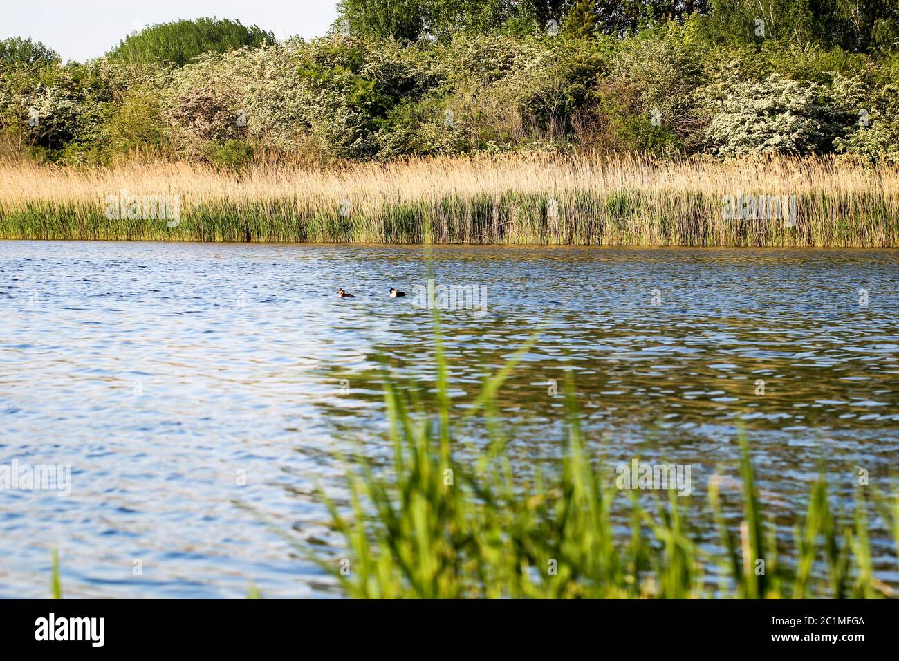 This is a view into a pond Stock Photo - Alamy