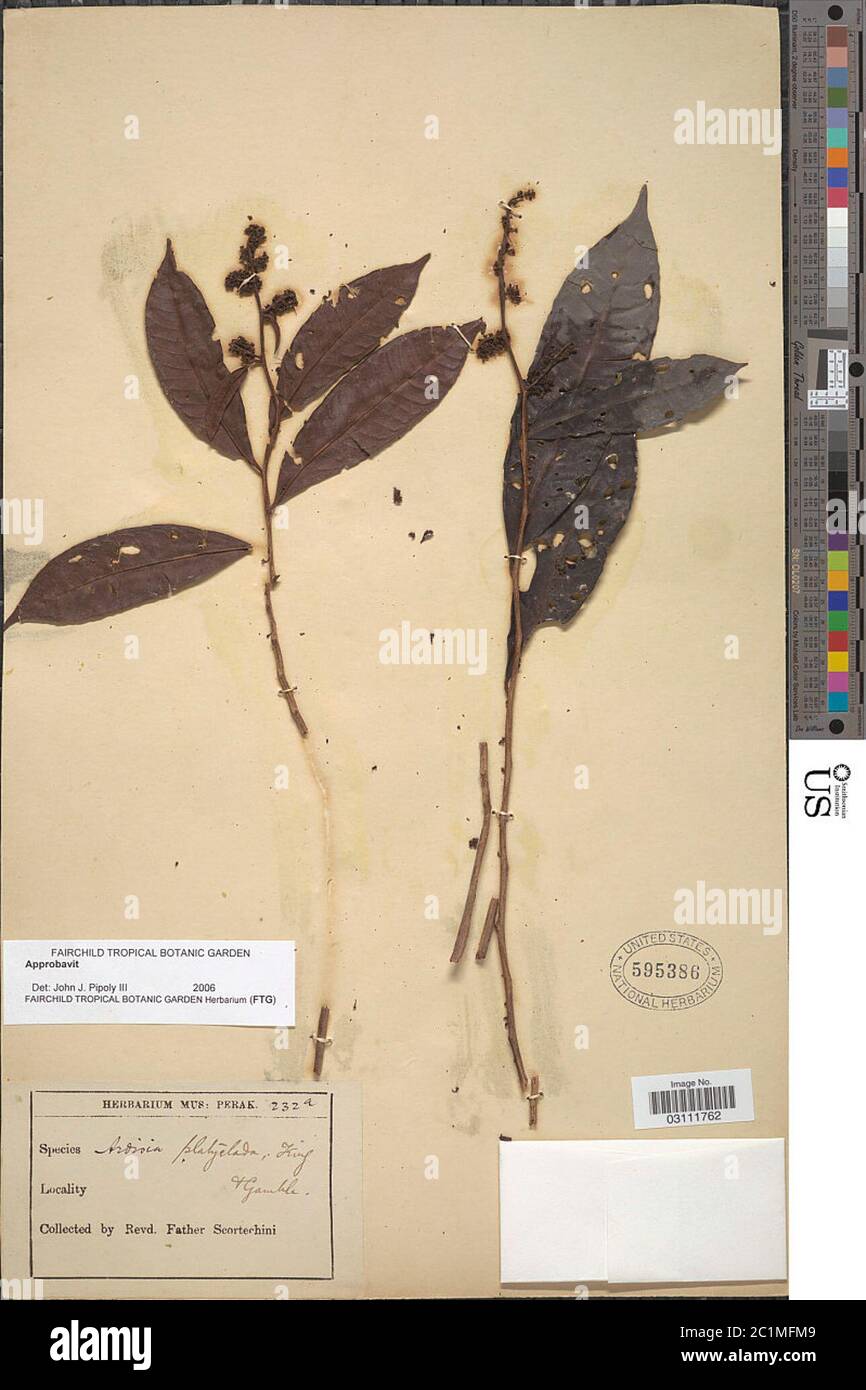 Polycephala High Resolution Stock Photography and Images - Alamy