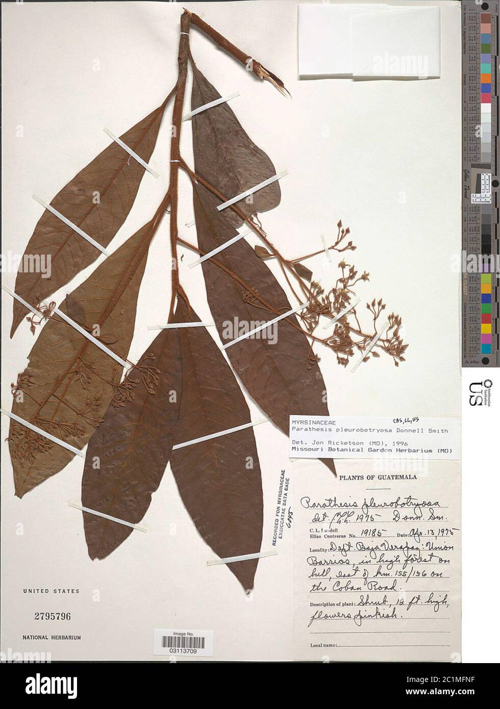 Parathesis pleurobotryosa Donn Sm Parathesis pleurobotryosa Donn Sm ...