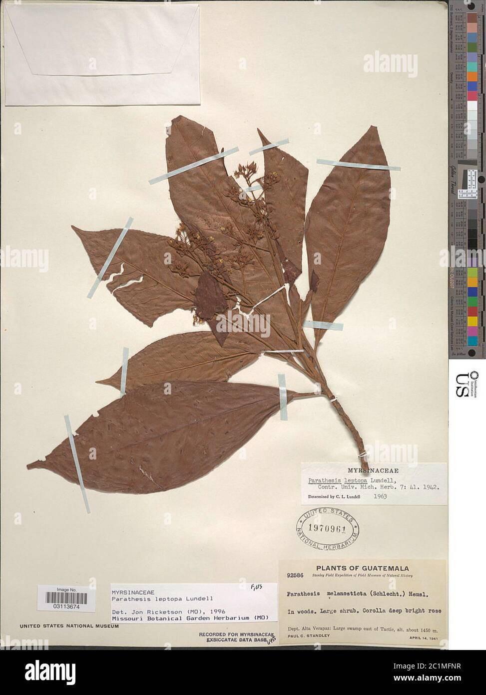 Parathesis leptopa Lundell Parathesis leptopa Lundell Stock Photo - Alamy