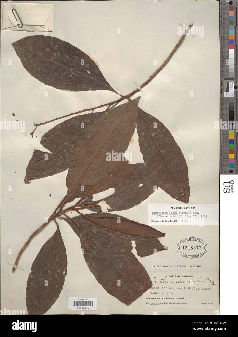 Parathesis fusca Oerst Mez Parathesis fusca Oerst Mez Stock Photo - Alamy