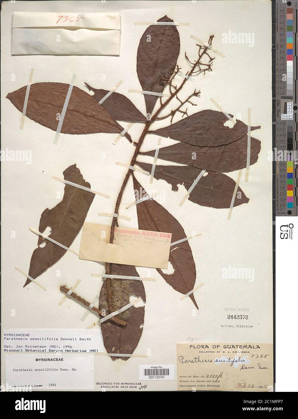 Parathesis sessilifolia Donn Sm Parathesis sessilifolia Donn Sm Stock ...