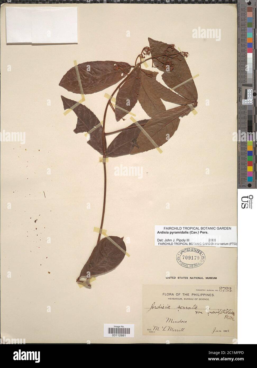 Ardisia pyramidalis Cav Pers Ardisia pyramidalis Cav Pers Stock Photo ...