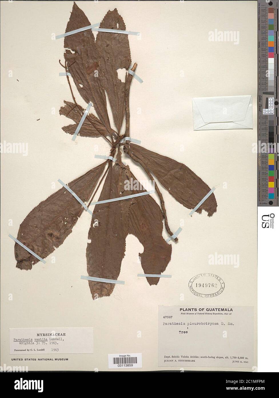 Parathesis vestita Lundell Parathesis vestita Lundell Stock Photo - Alamy