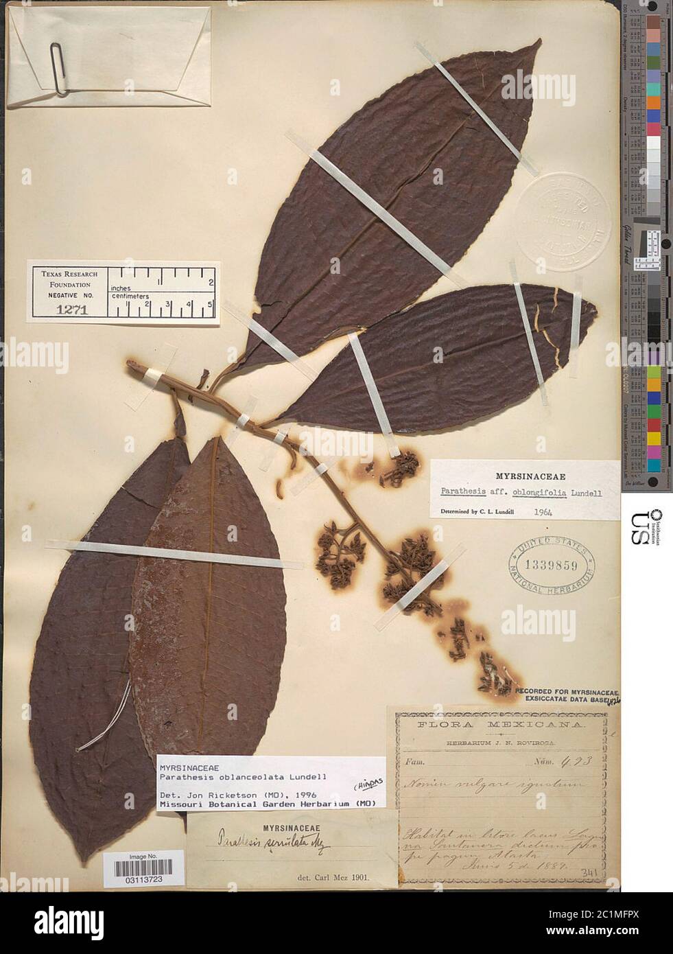 Parathesis oblanceolata Lundell Parathesis oblanceolata Lundell Stock ...