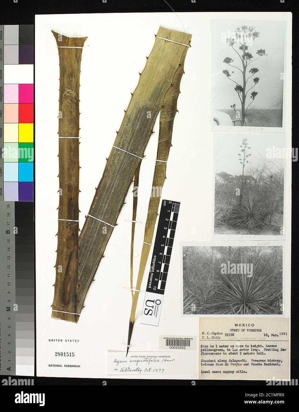 Agave angustifolia Haw Agave angustifolia Haw Stock Photo - Alamy