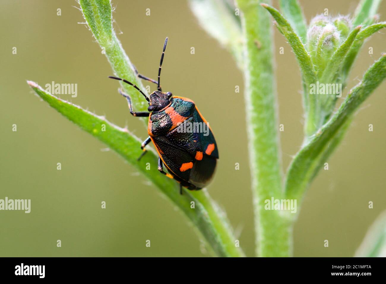 Thistle shield beetle hi-res stock photography and images - Alamy