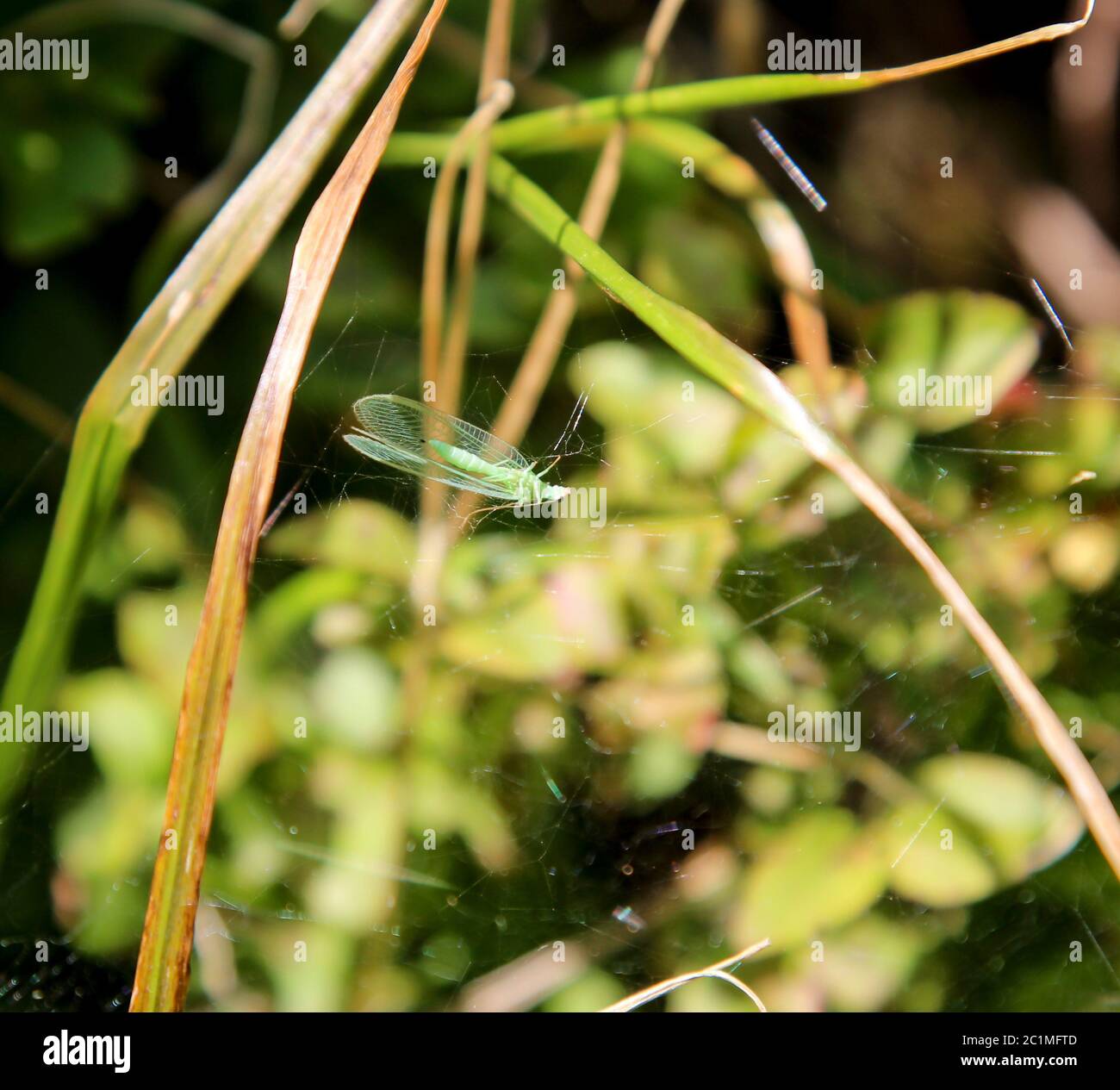a fly into a spider web Stock Photo - Alamy