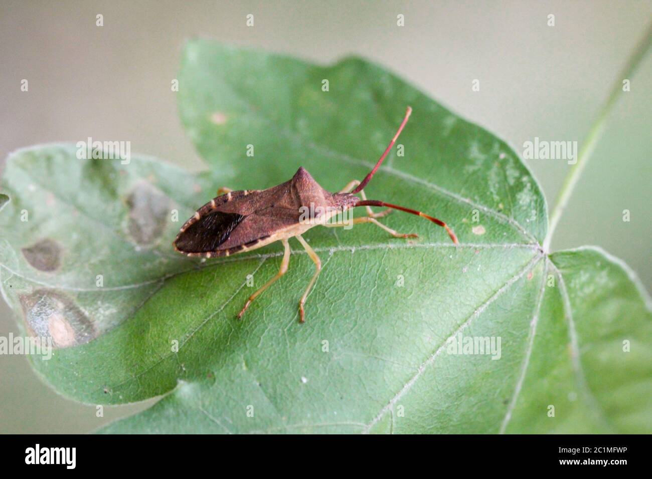 Thistle shield beetle hi-res stock photography and images - Alamy