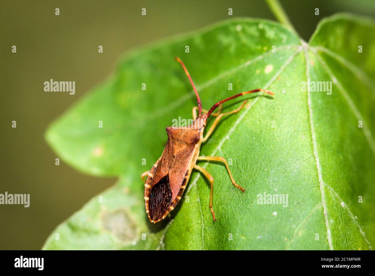 Thistle shield beetle hi-res stock photography and images - Alamy