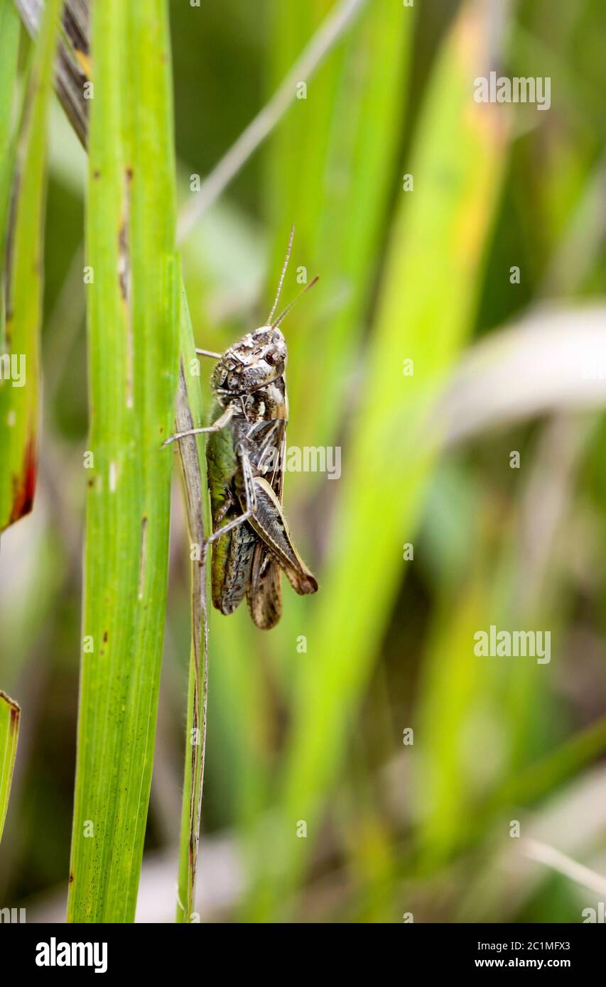 Flying grasshopper hi-res stock photography and images - Alamy