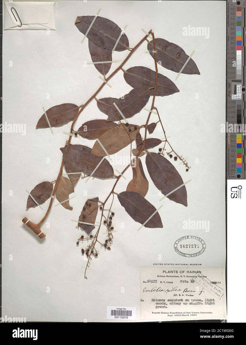 Embelia ribes Burm f Embelia ribes Burm f Stock Photo - Alamy