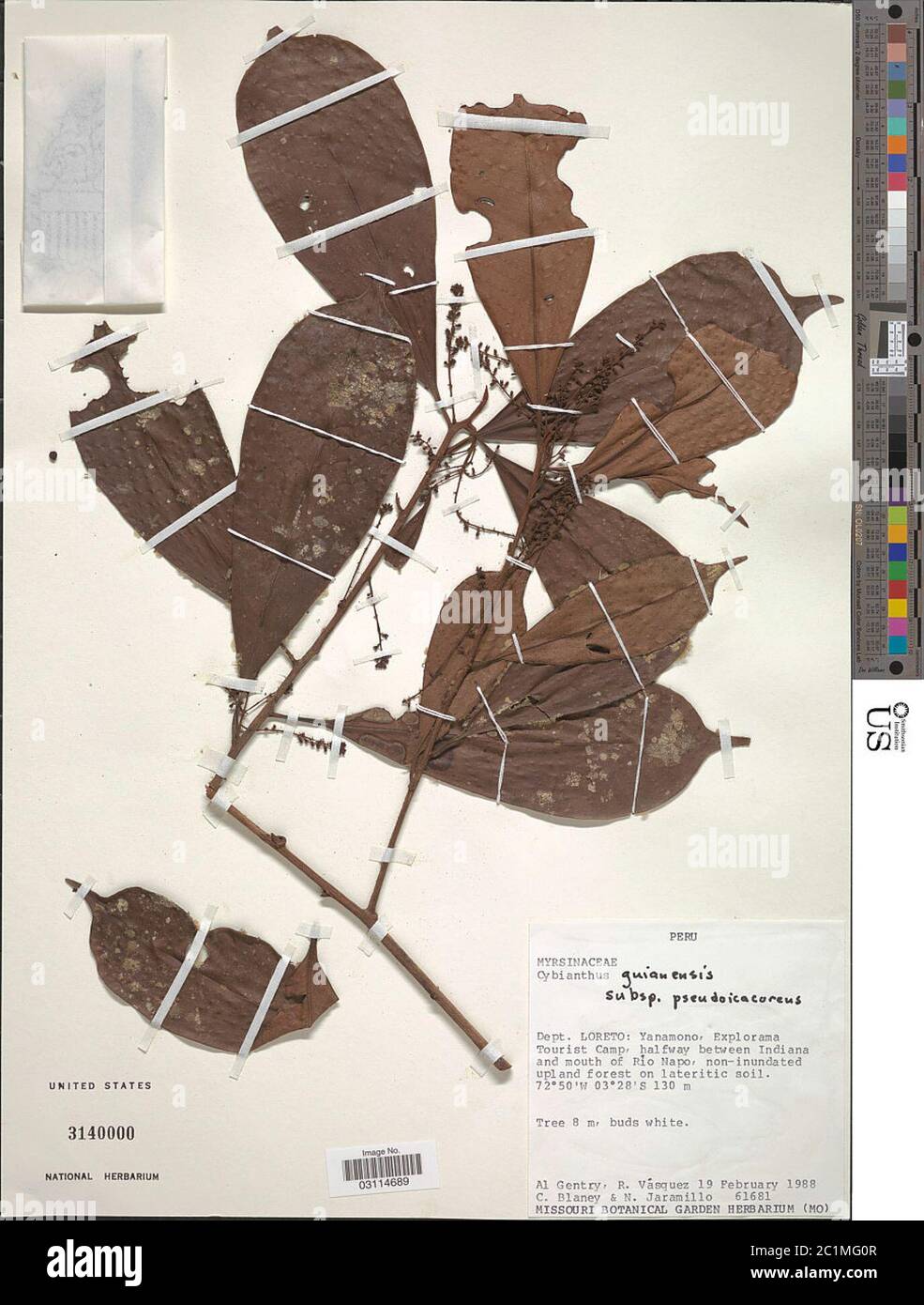 Guyanensis hi-res stock photography and images - Alamy