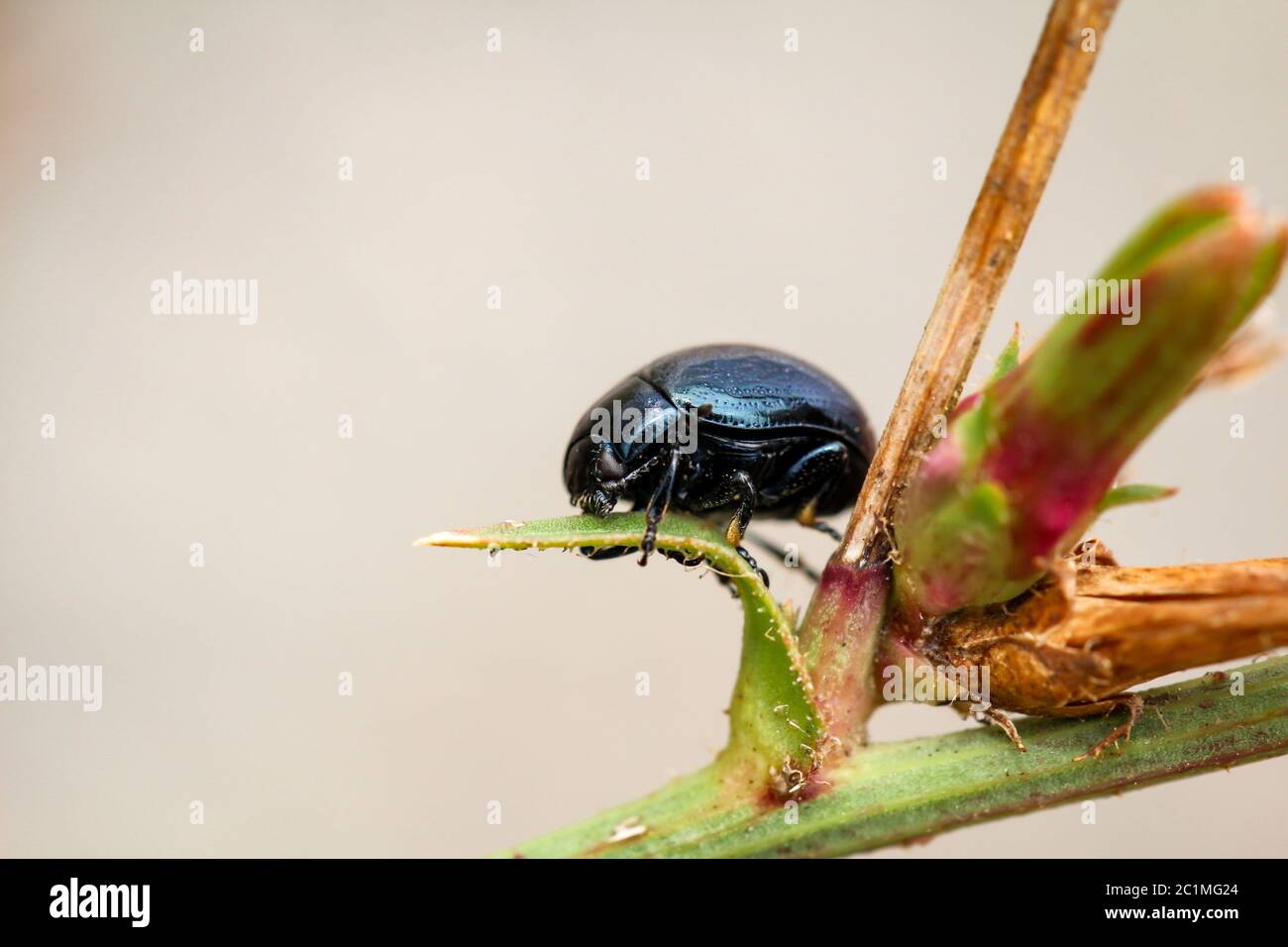 Thistle shield beetle hi-res stock photography and images - Alamy