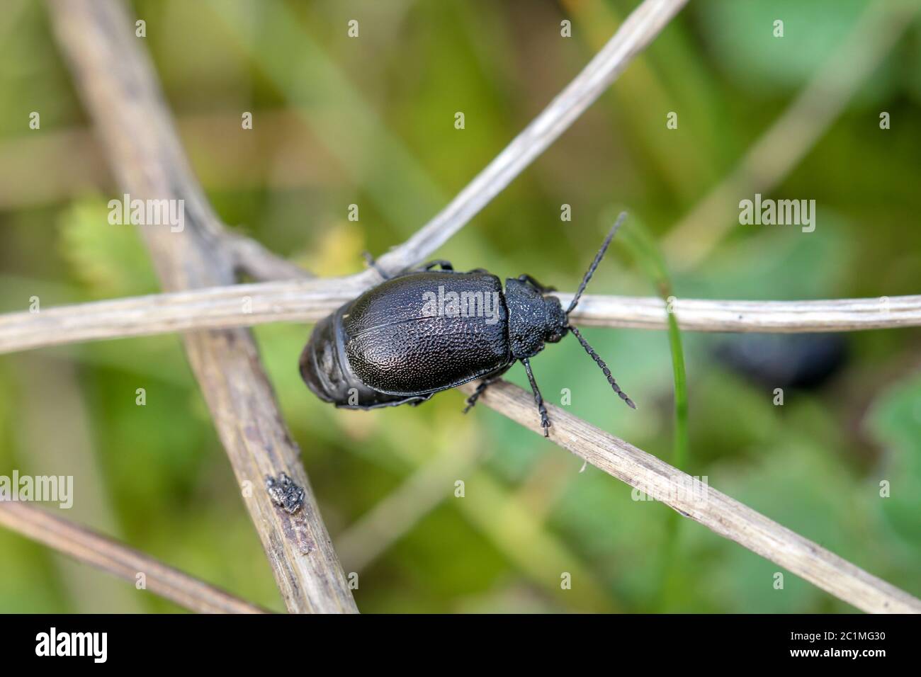 Thistle shield beetle hi-res stock photography and images - Alamy
