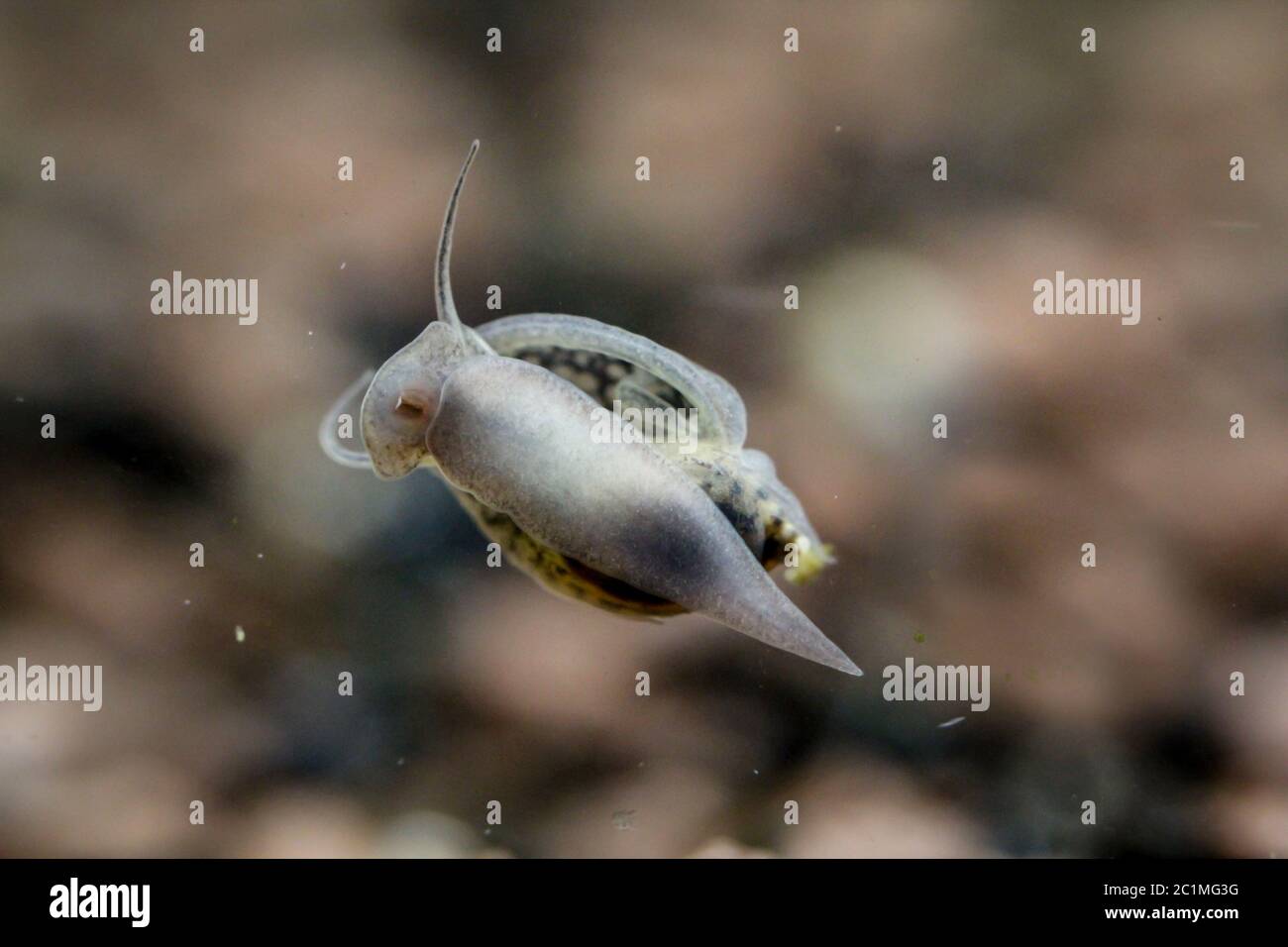 bubble snails on a window of an aquarium Stock Photo - Alamy