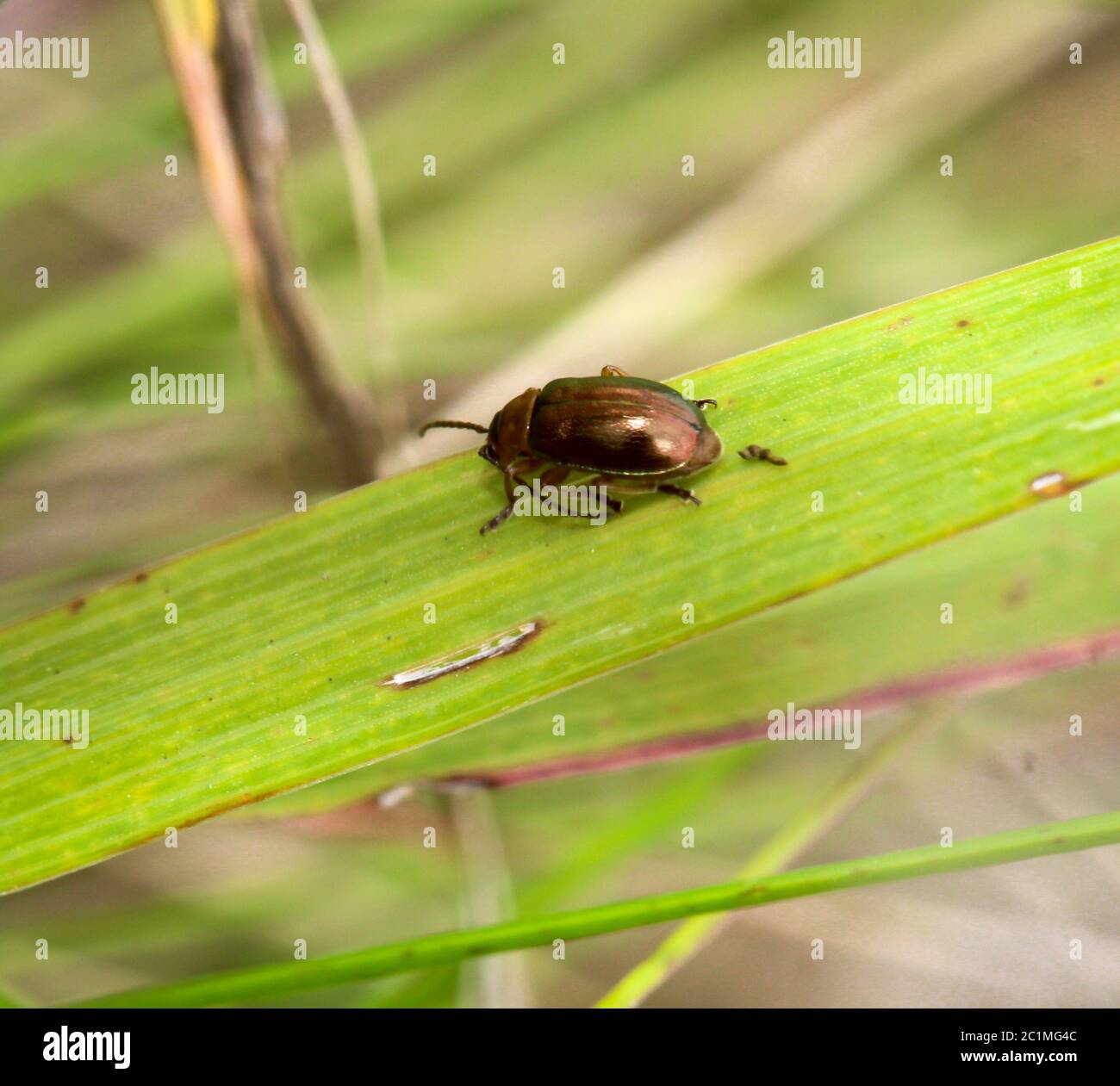 A bug or beetle on a plant Stock Photo - Alamy