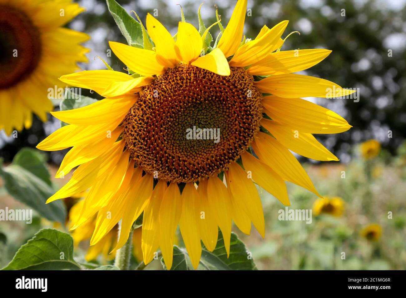 Details of a sunflower Stock Photo - Alamy