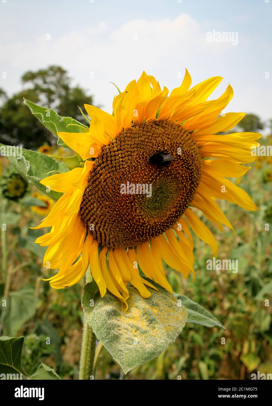 Details of a sunflower Stock Photo - Alamy