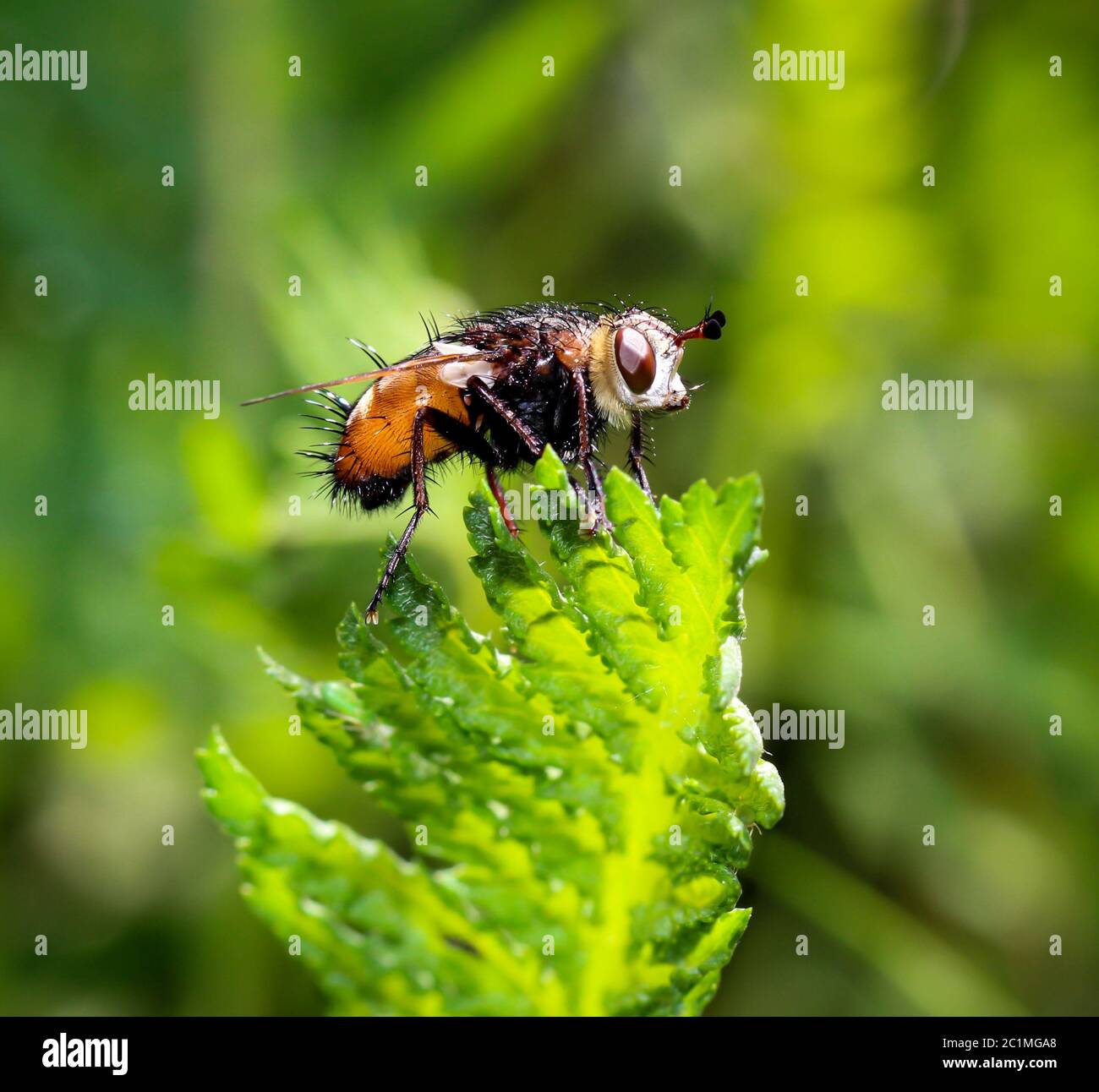 Fly insect hi-res stock photography and images - Alamy
